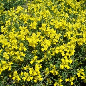 Genista lydia - Blue Heron Nursery