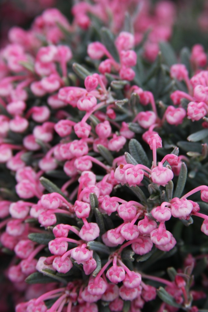 Andromeda polifolia 'Blue Ice' - Blue Heron Nursery