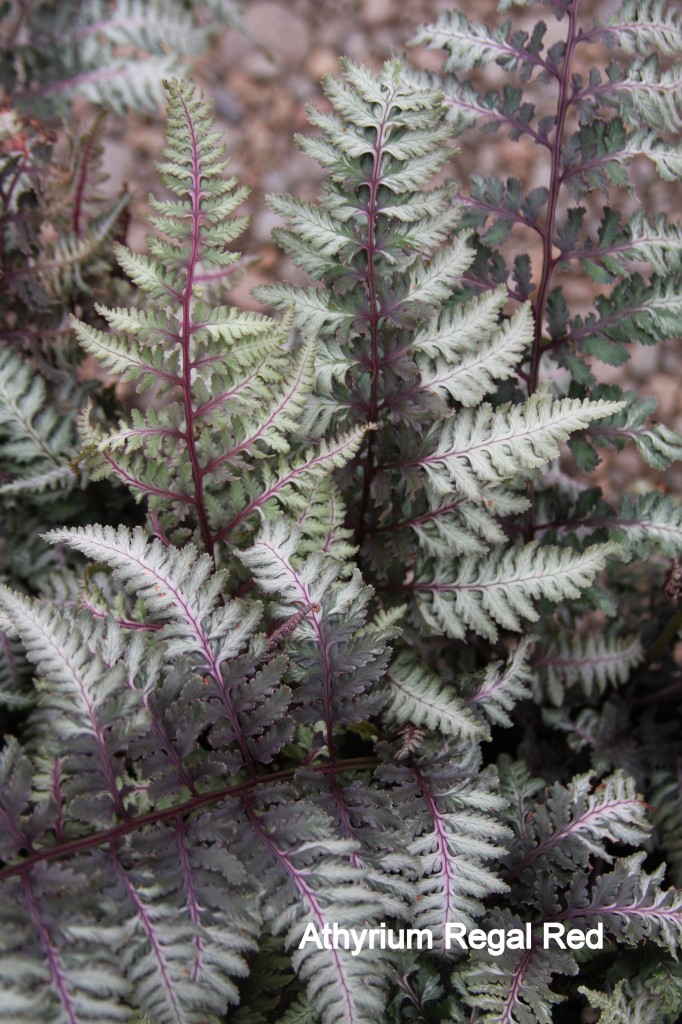 Athyrium niponicum pictum 'Regal Red' - Blue Heron Nursery