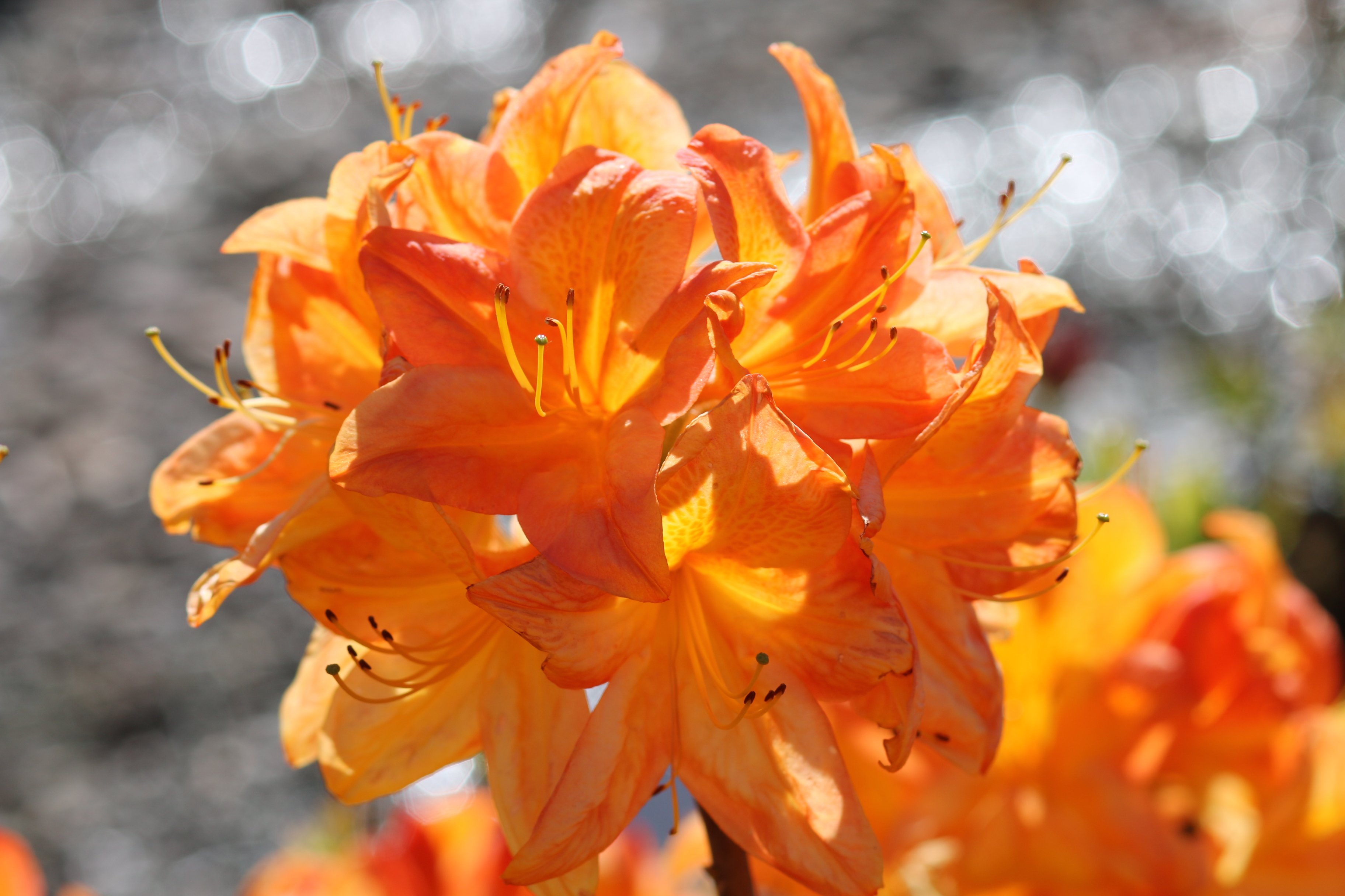Azalea 'Arneson Gem' - Blue Heron Nursery