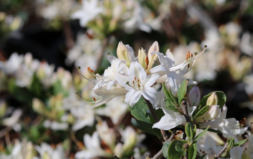 Azalea 'Fragrant Star' - Blue Heron Nursery