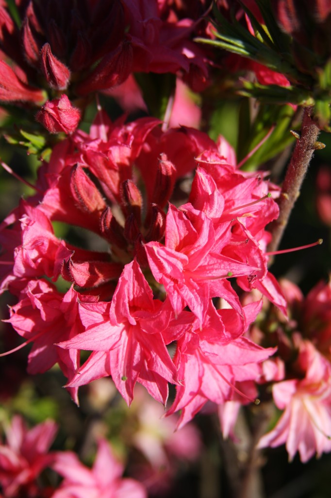 Azalea 'Homebush' - Blue Heron Nursery