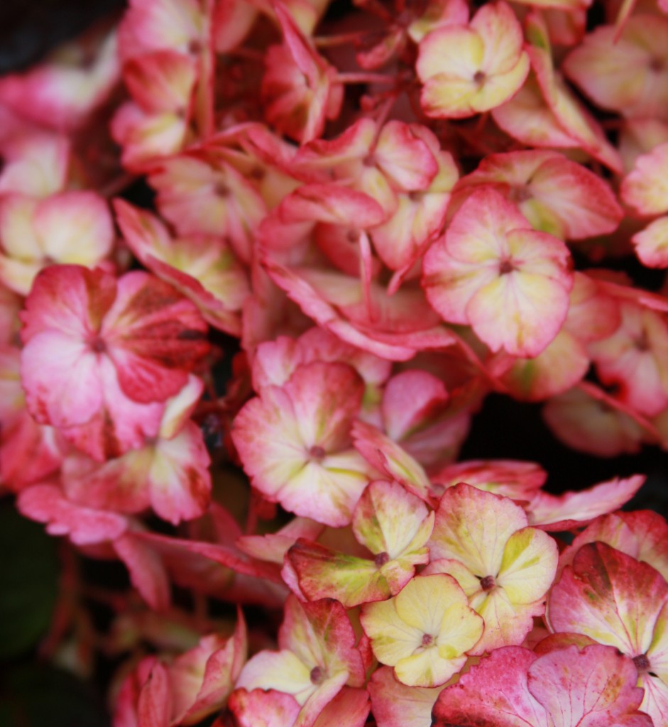 Hydrangea serrata 'Preziosa' - Blue Heron Nursery