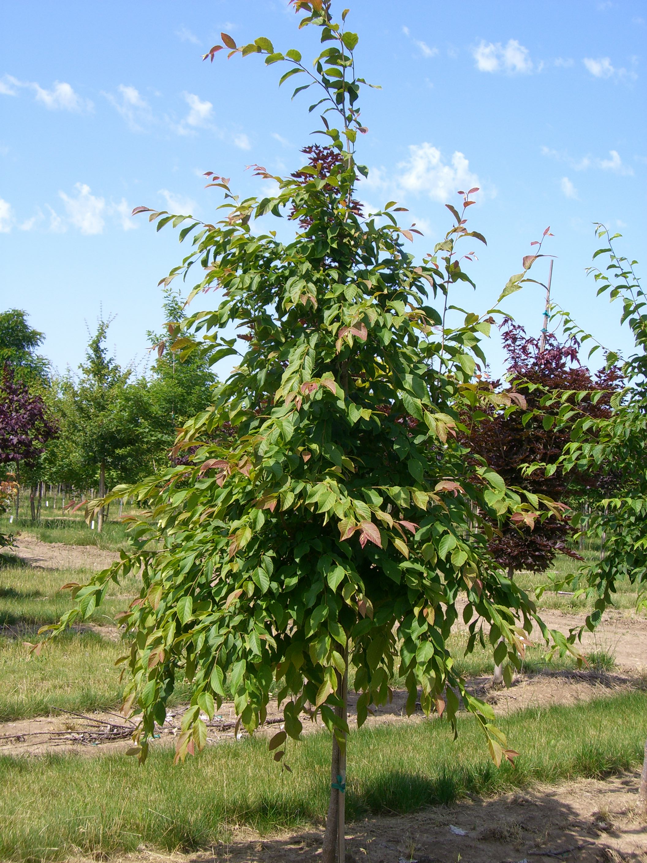 Ostrya virginiana BB