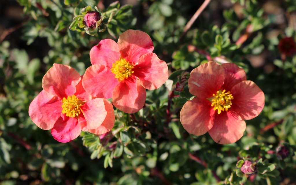 Potentilla fruticosa 'Setting Sun' - Blue Heron Nursery