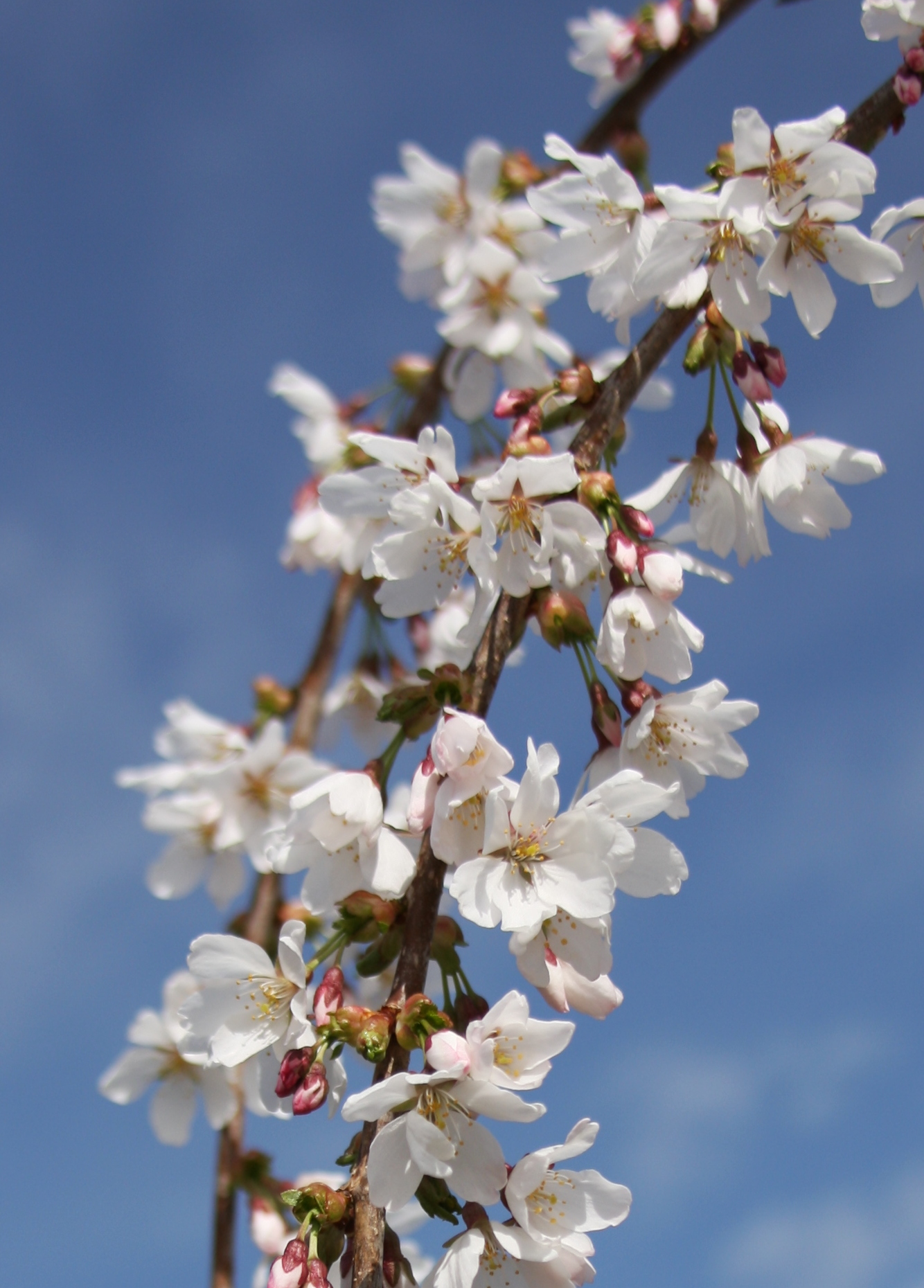 Prunus x ('Snofozam') Snowfountains® - Blue Heron Nursery