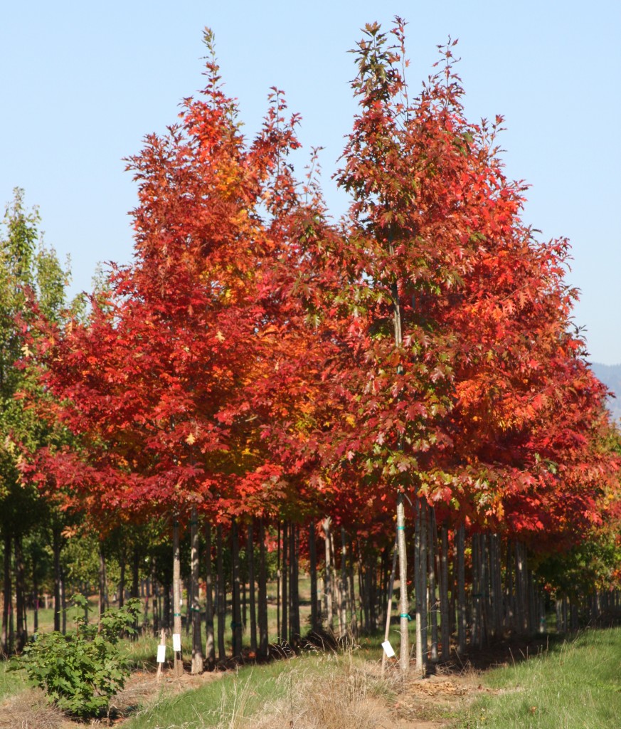 Quercus rubra 4 inch fall color