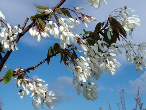 Amelanchier laevis 'Snowcloud' - Blue Heron Nursery