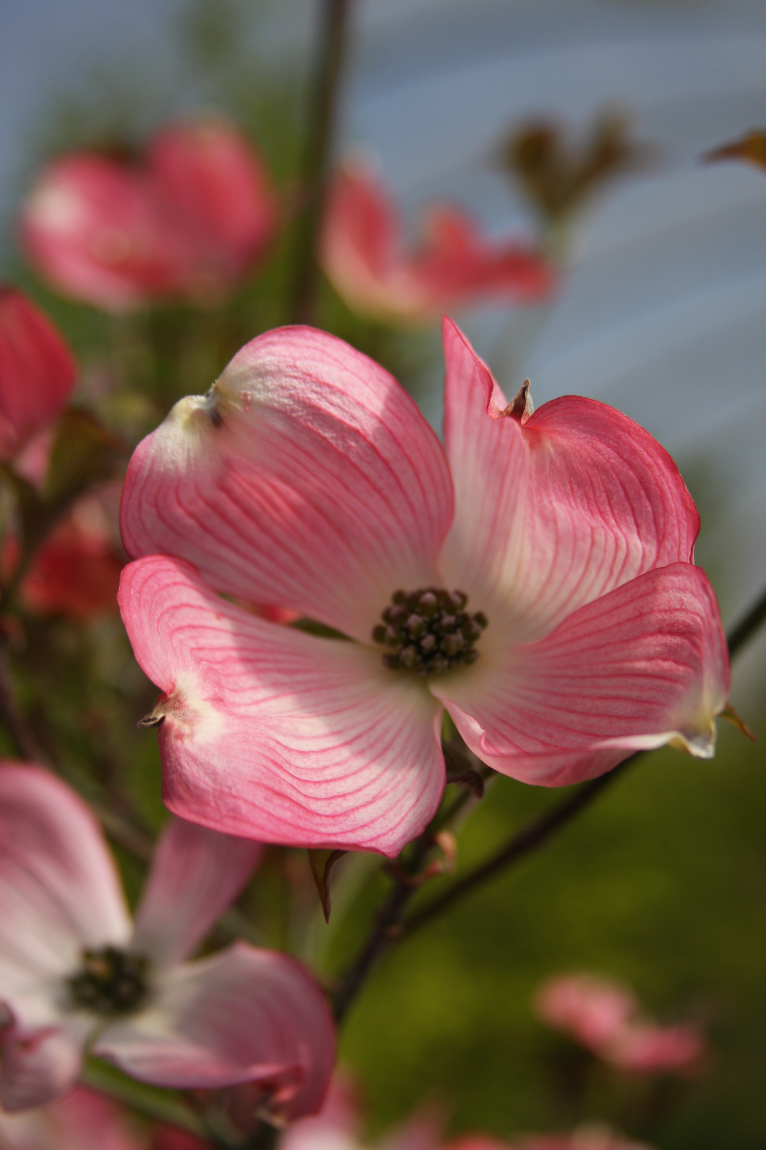 Cornus Cherokee Brave flower - Blue Heron Nursery