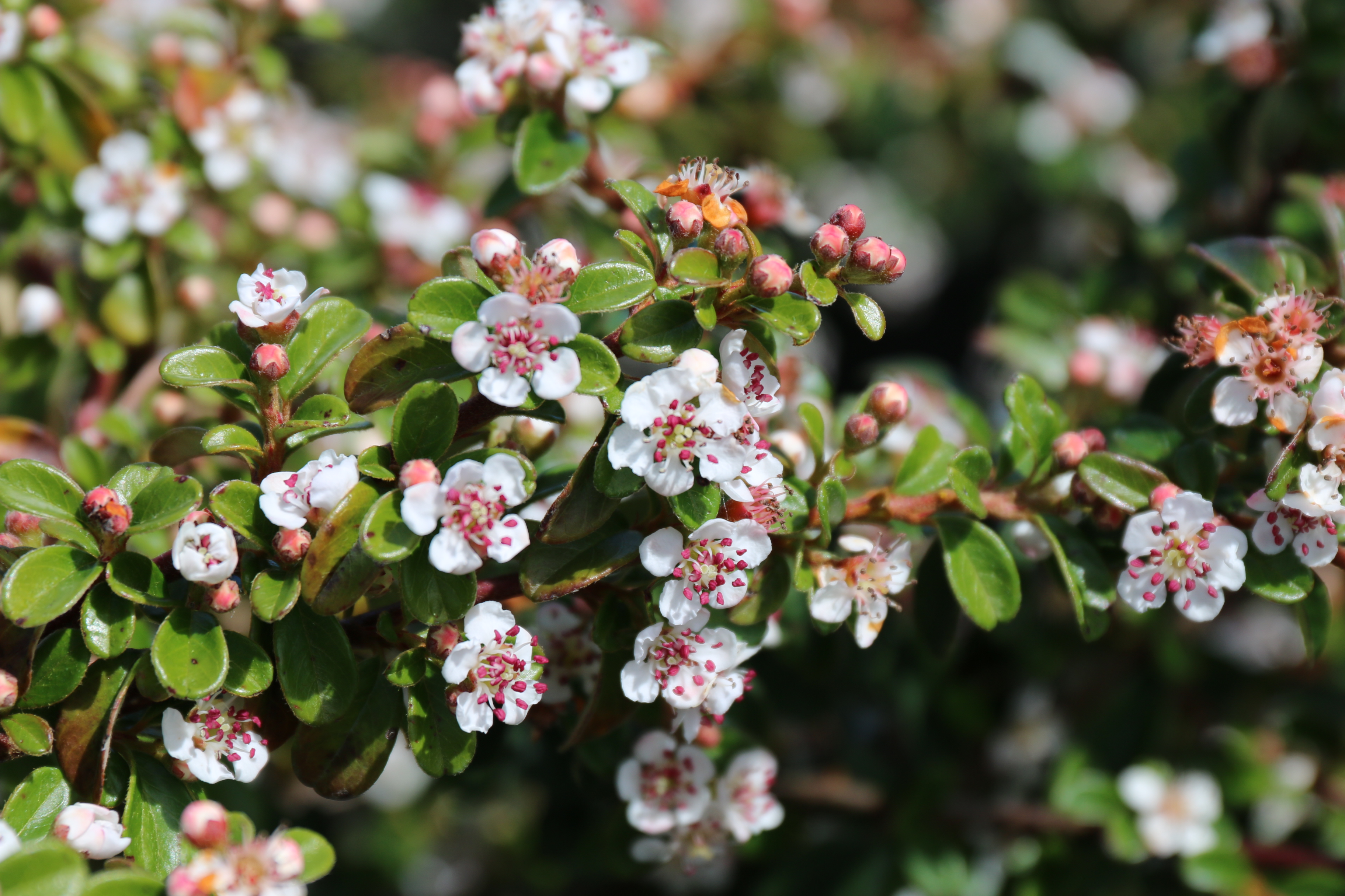 Cotoneaster dammeri 'Lowfast' - Blue Heron Nursery
