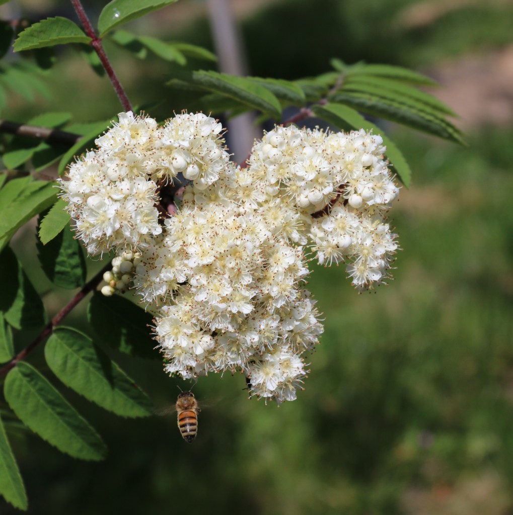 Sorbus aucuparia ('Michred') Cardinal Royal - Blue Heron Nursery