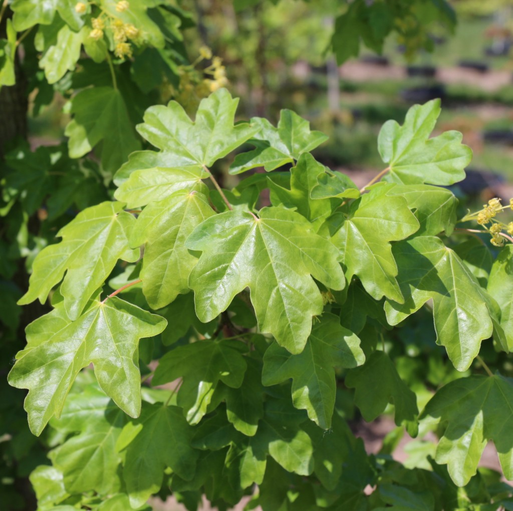 Acer campestre - Blue Heron Nursery