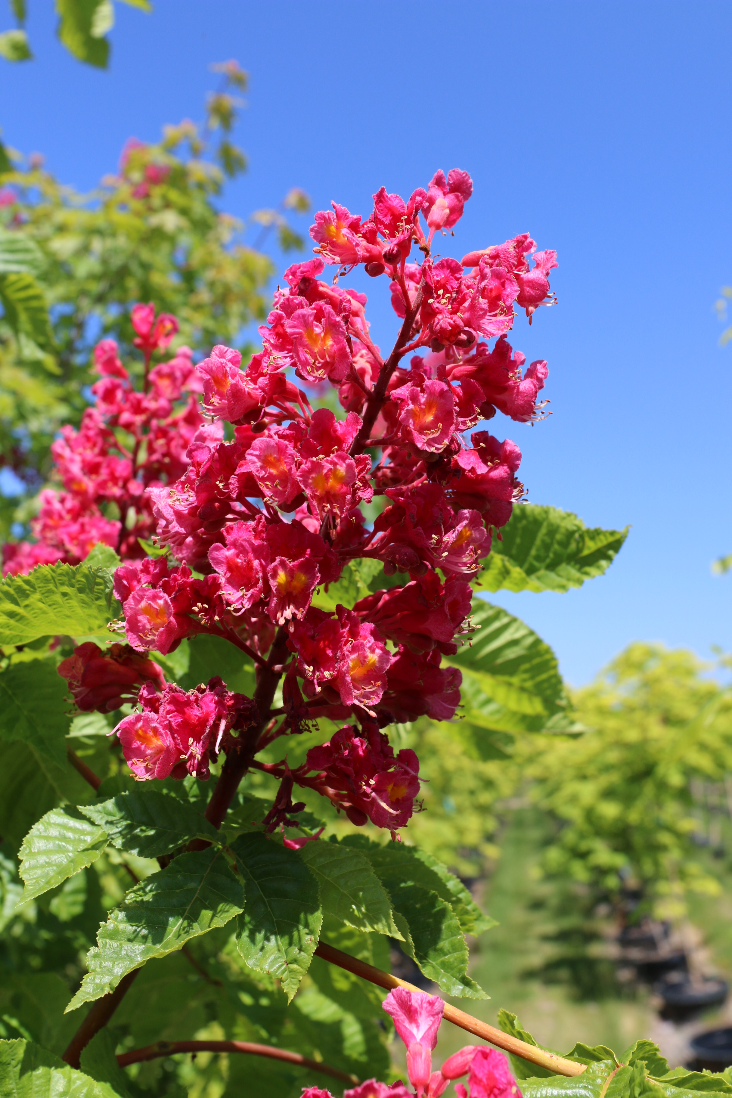 Aesculus x carnea 'O'Neill Red' - Blue Heron Nursery