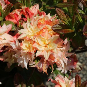 Azalea 'Cannon's Double' - Blue Heron Nursery