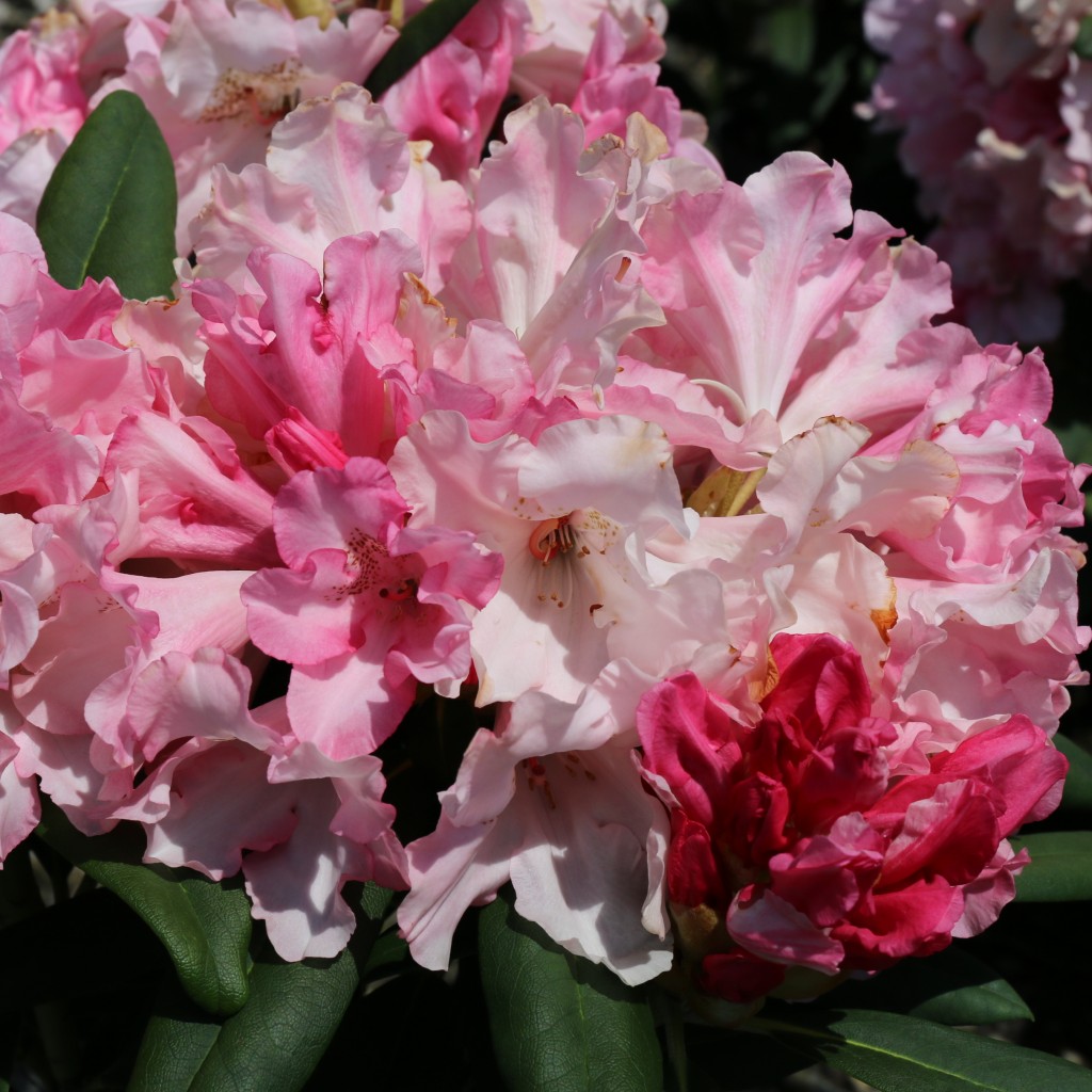 Rhododendron 'Yaku Prince' - Blue Heron Nursery