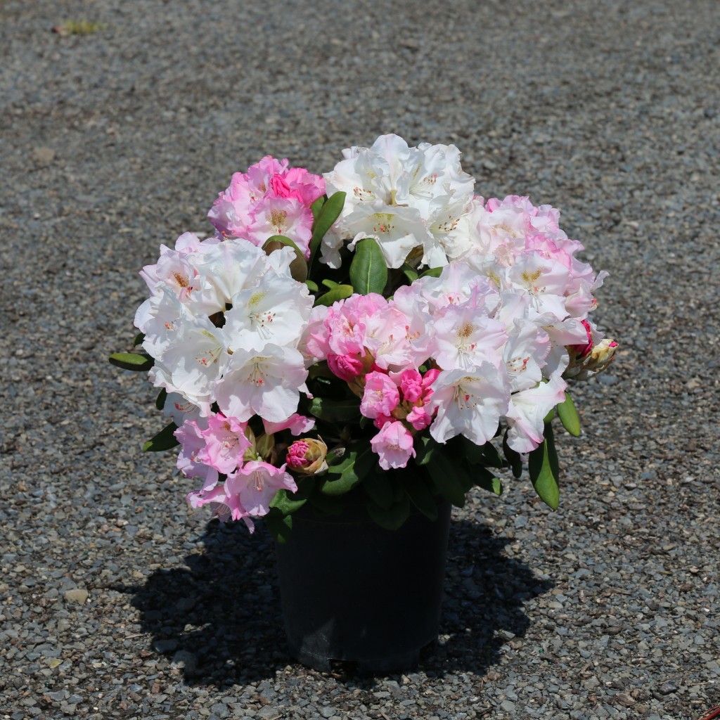 Rhododendron 'Yaku Princess' - Blue Heron Nursery