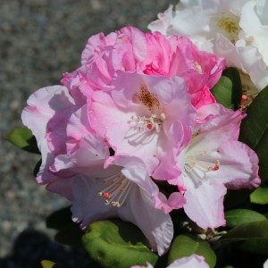 Rhododendron 'Yaku Princess' - Blue Heron Nursery