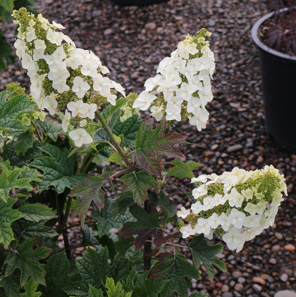Hydrangea quercifolia 'Ruby Slippers' - Blue Heron Nursery