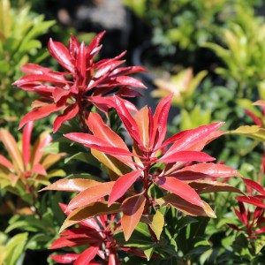 Pieris japonica 'Mountain Fire' - Blue Heron Nursery