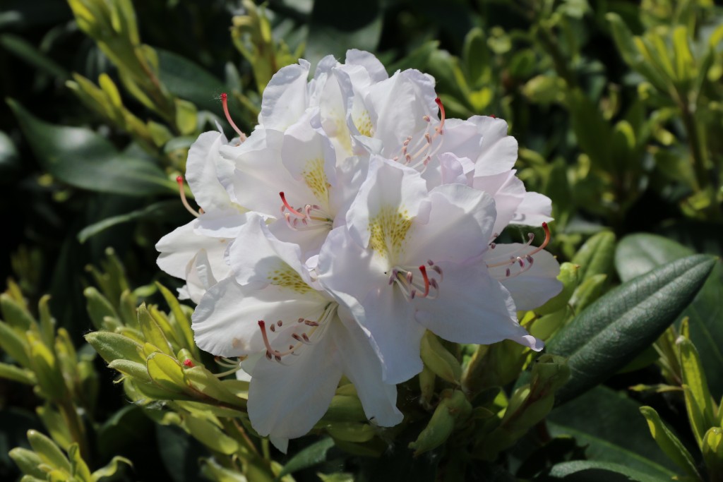 Rhododendron 'Catawbiensis 'Album' - Blue Heron Nursery