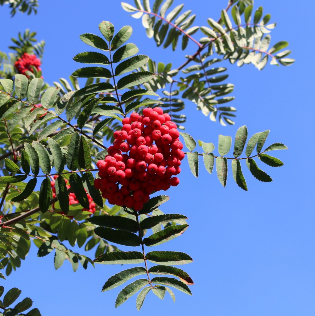 Sorbus aucuparia ('Michred') Cardinal Royal - Blue Heron Nursery