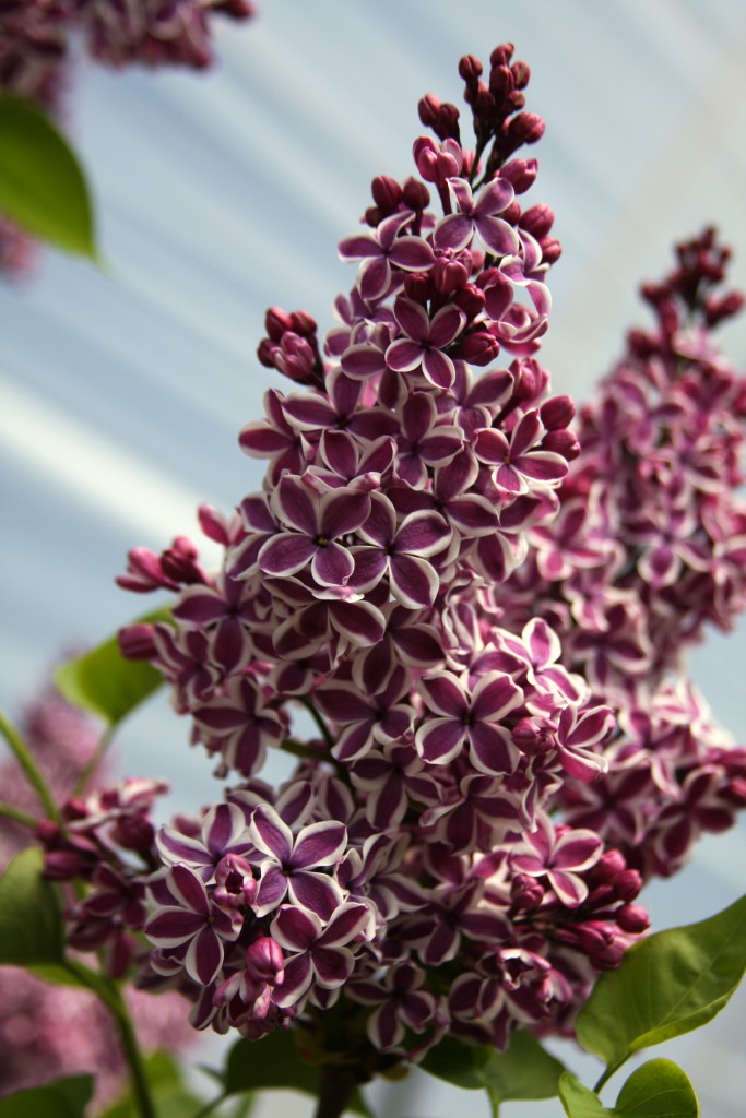 Syringa vulgaris 'Sensation' - Blue Heron Nursery