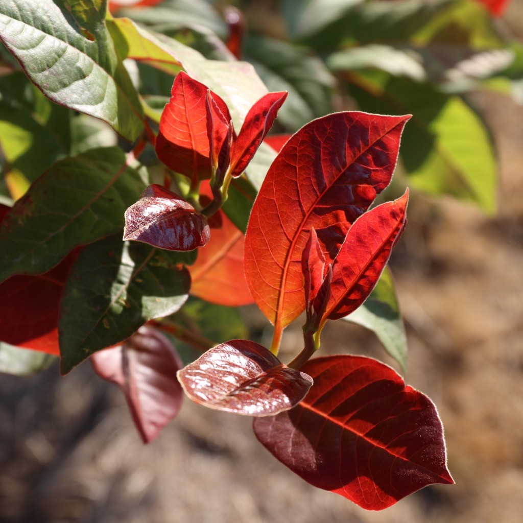 Nyssa sylvatica 'Wildfire' - Blue Heron Nursery