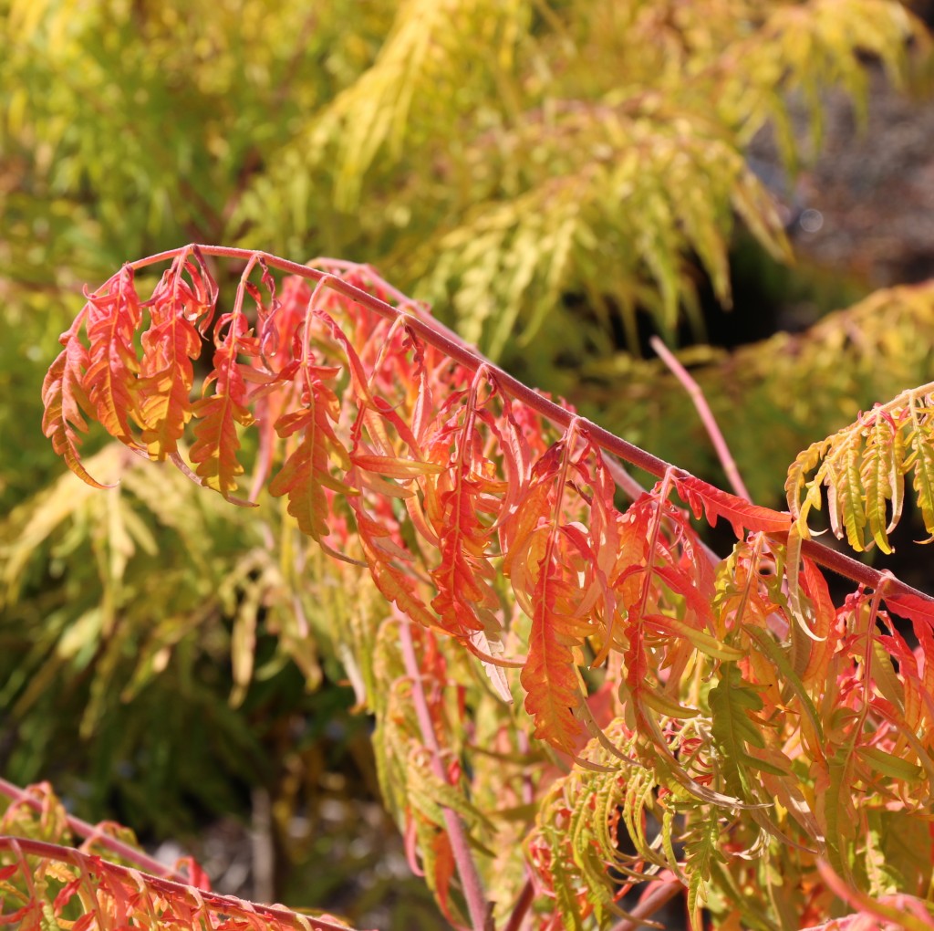 Rhus typhina 'Bailtiger' PP16185 First Editions® Tiger Eyes® - Blue ...