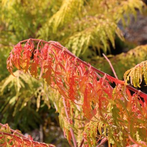 Rhus typhina 'Bailtiger' PP16185 First Editions® Tiger Eyes® - Blue ...