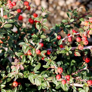 Cotoneaster dammeri 'Lowfast' - Blue Heron Nursery