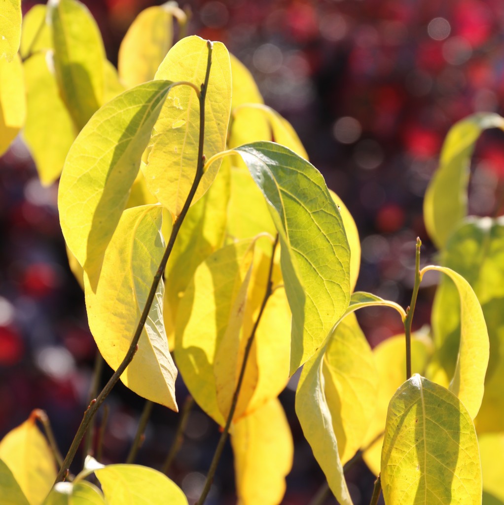 Lindera benzoin - Blue Heron Nursery