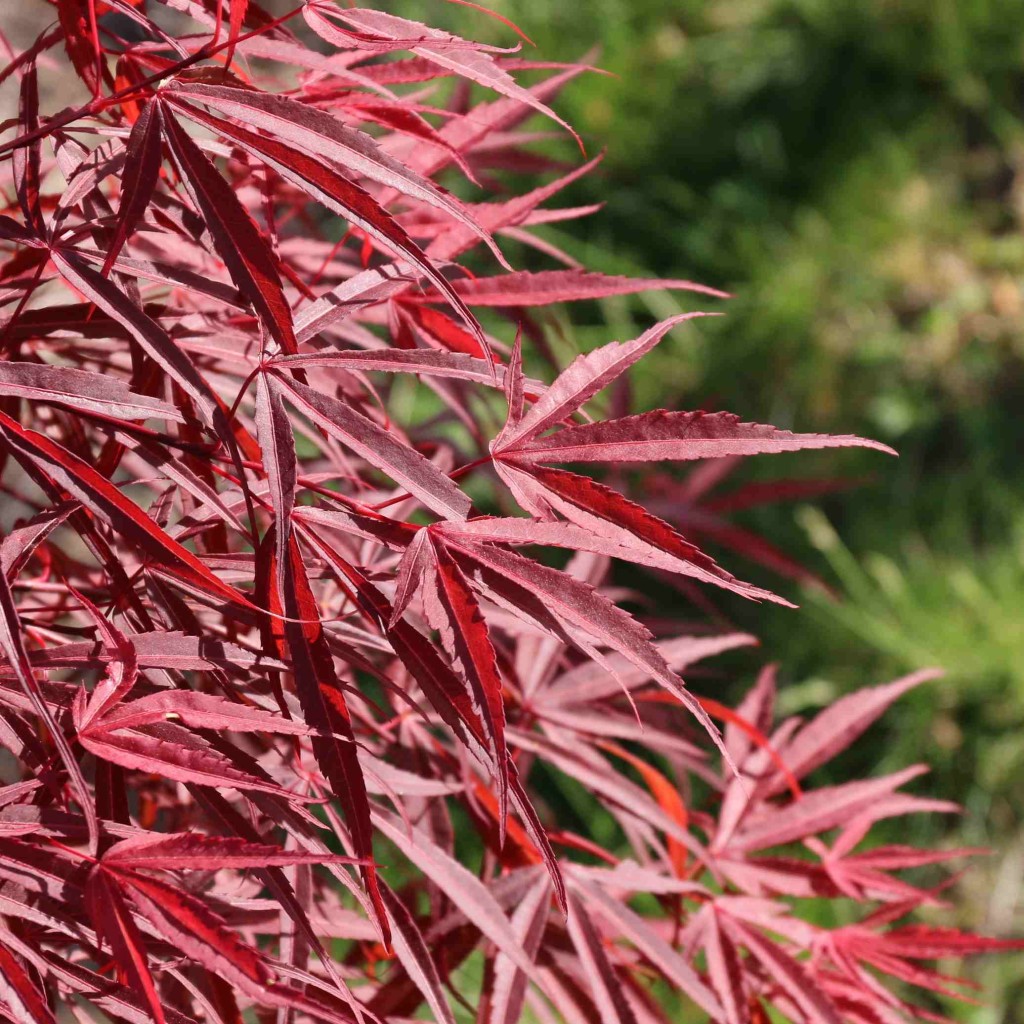 Acer palmatum 'Red Spider' - Blue Heron Nursery