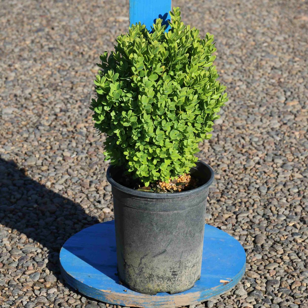 Buxus sempervirens 'Suffruticosa' - Blue Heron Nursery