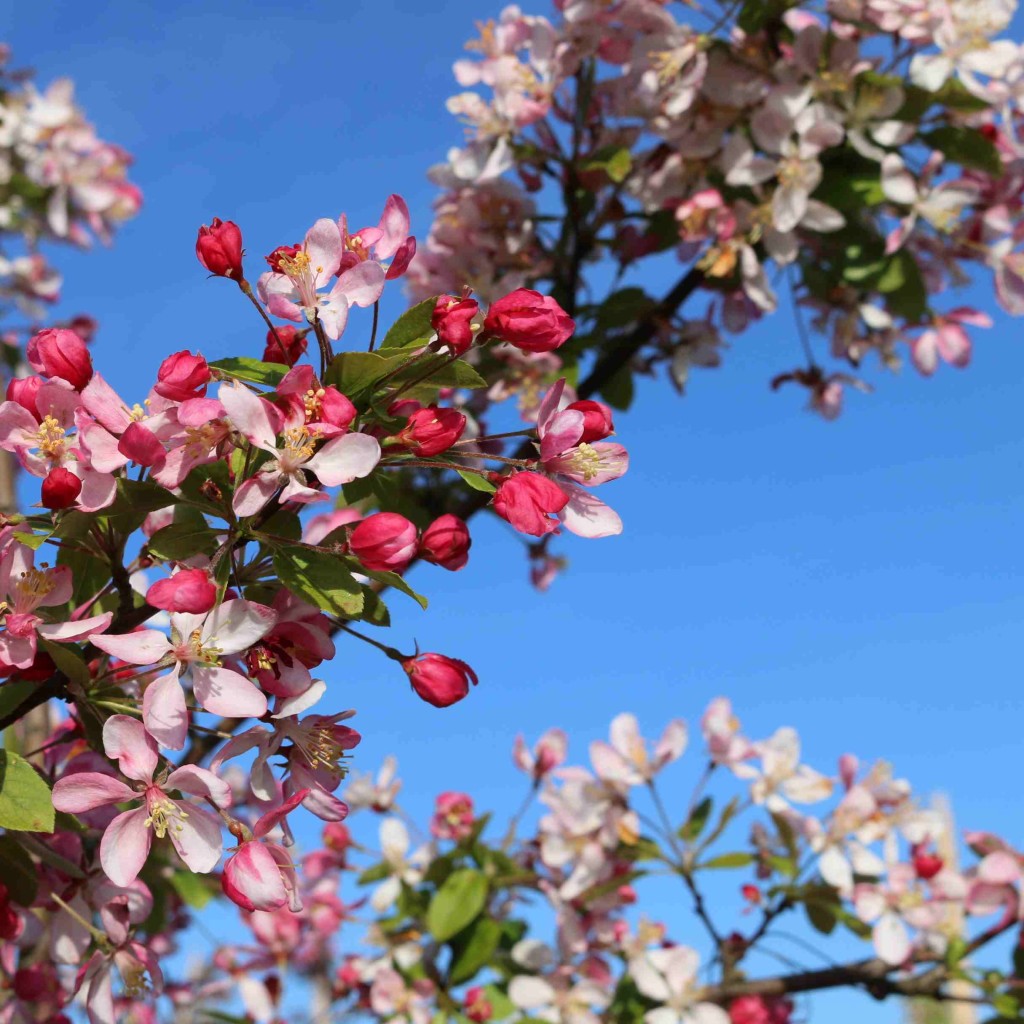 Malus floribunda - Blue Heron Nursery