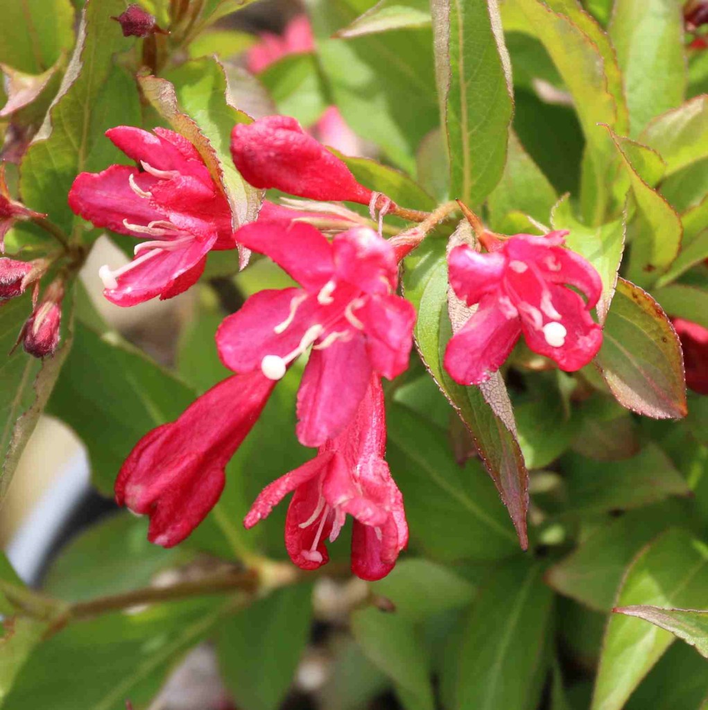 Weigela florida 'Red Prince' - Blue Heron Nursery