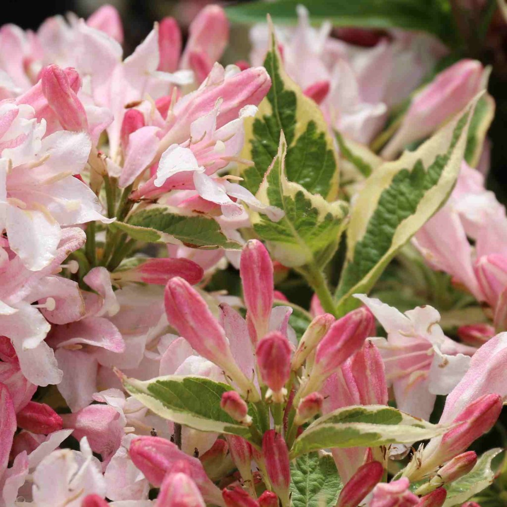 Weigela florida 'Variegata' - Blue Heron Nursery