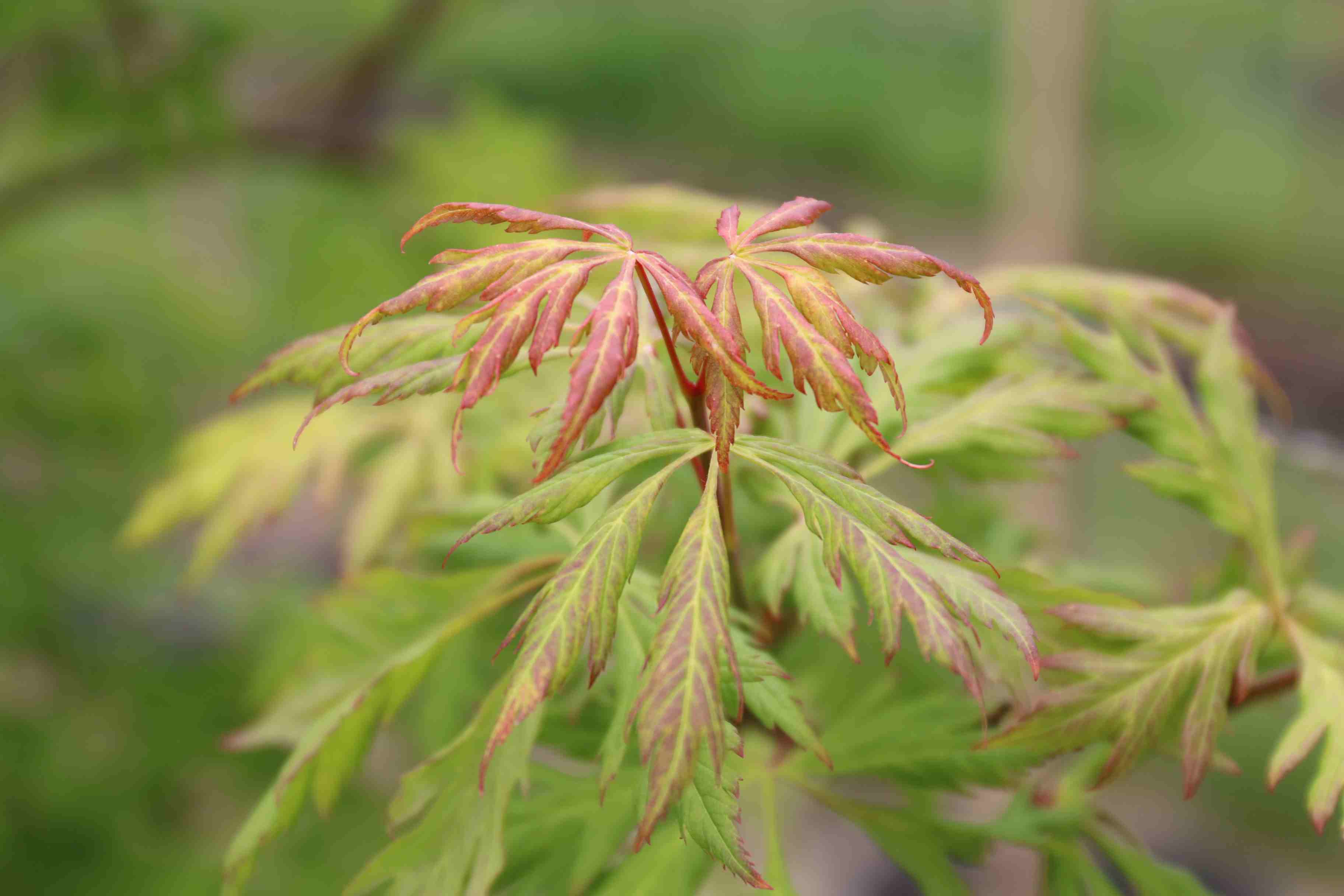 Acer circinatum 'Monroe' - Blue Heron Nursery