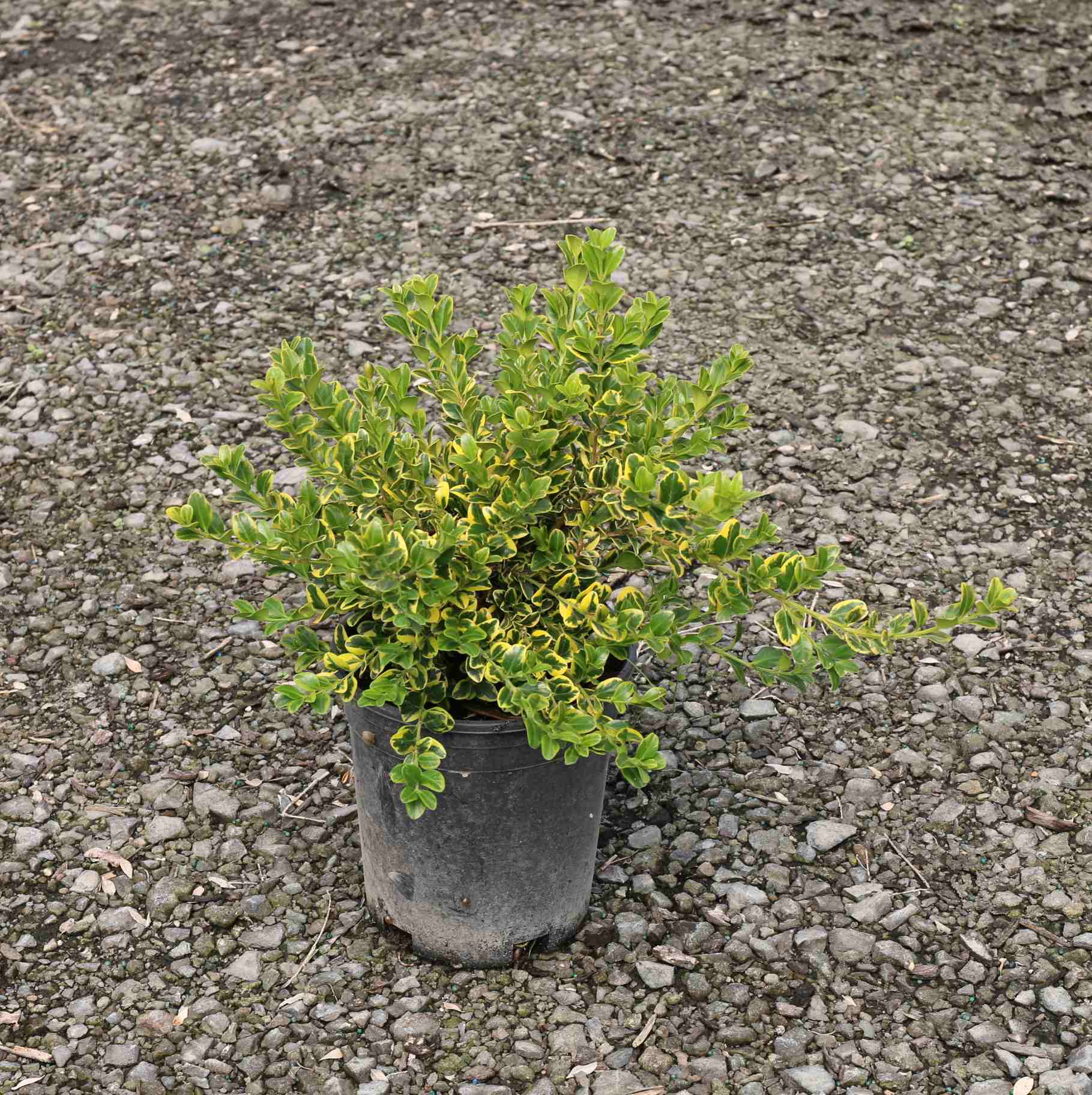 Buxus microphylla 'Golden Triumph' - Blue Heron Nursery