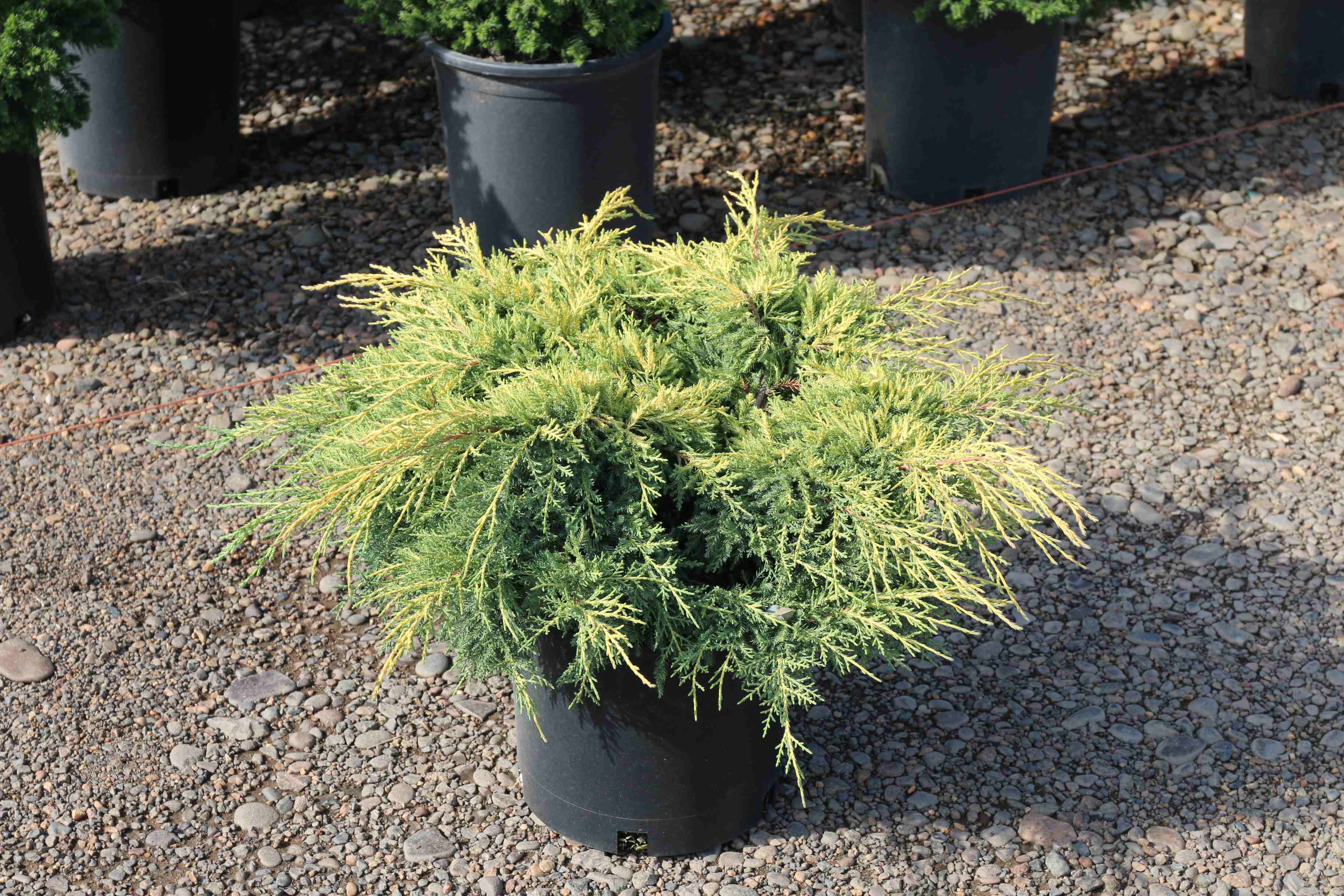 juniperus-gold-star-3g-9-27-2016-10-20-40-pm-3648x2432 - Blue Heron Nursery