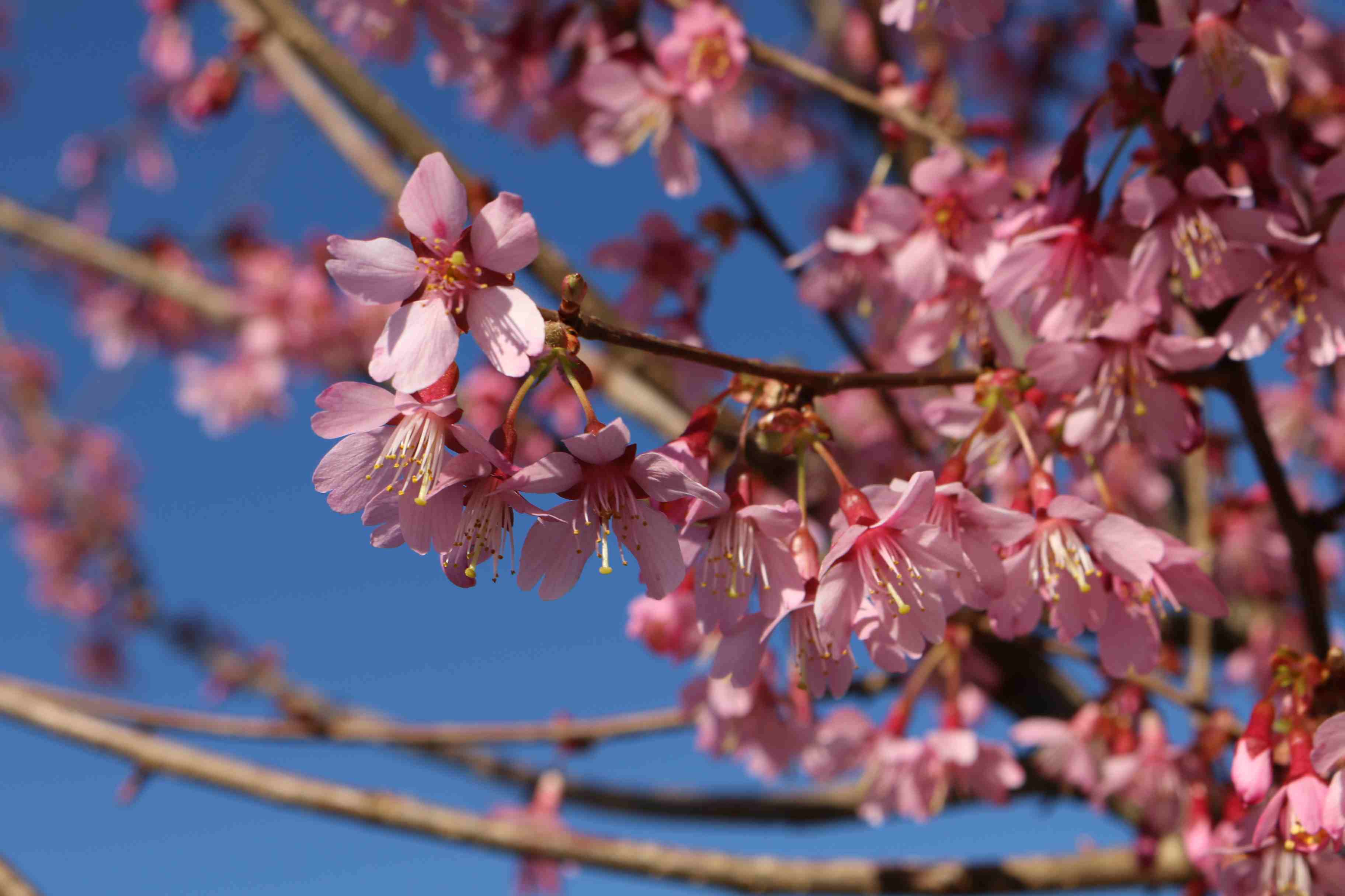 Prunus X 'Okame' - Blue Heron Nursery