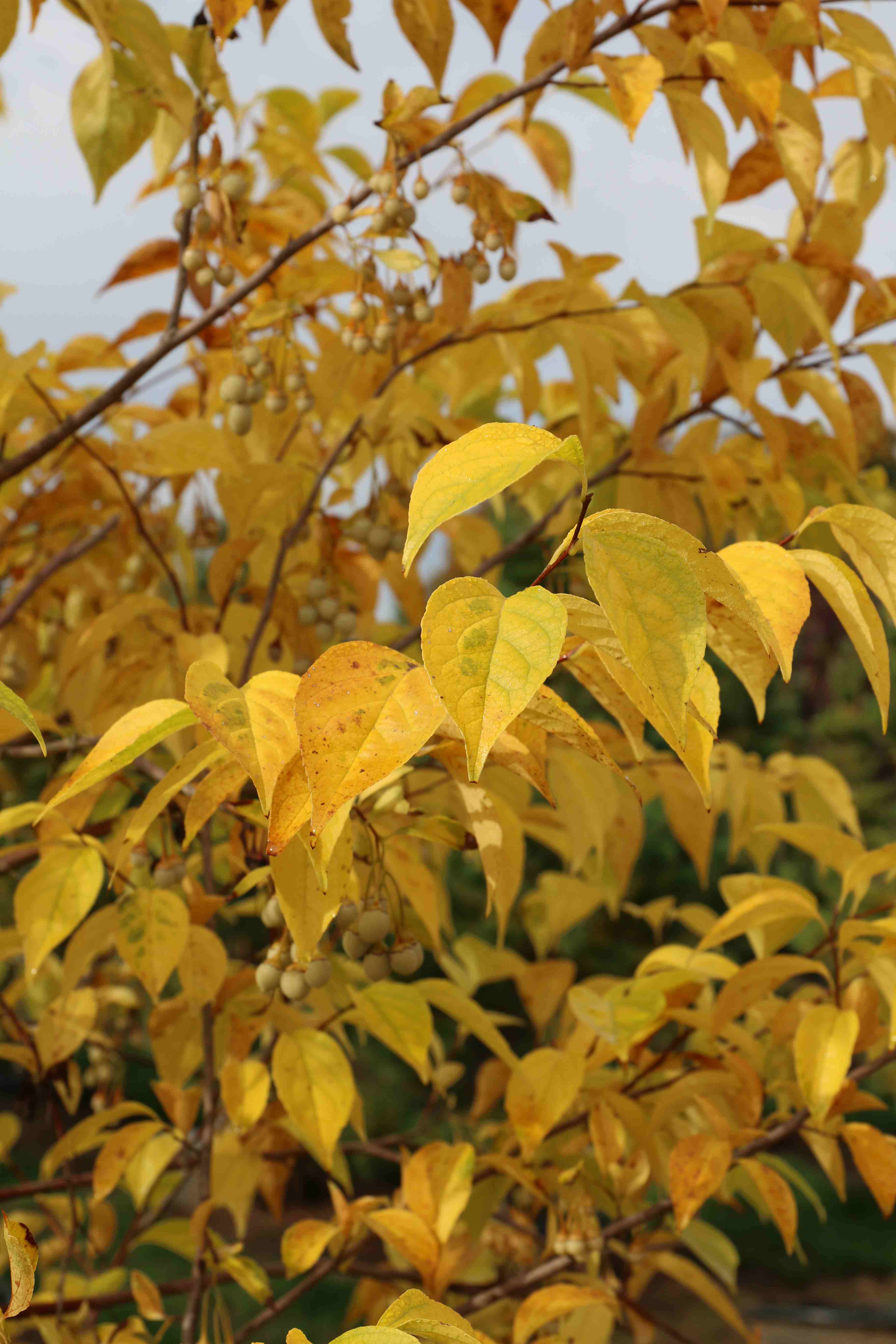 styrax-japonicus-fall-color-10-17-2016-9-59-41-pm-3648x5472 - Blue ...