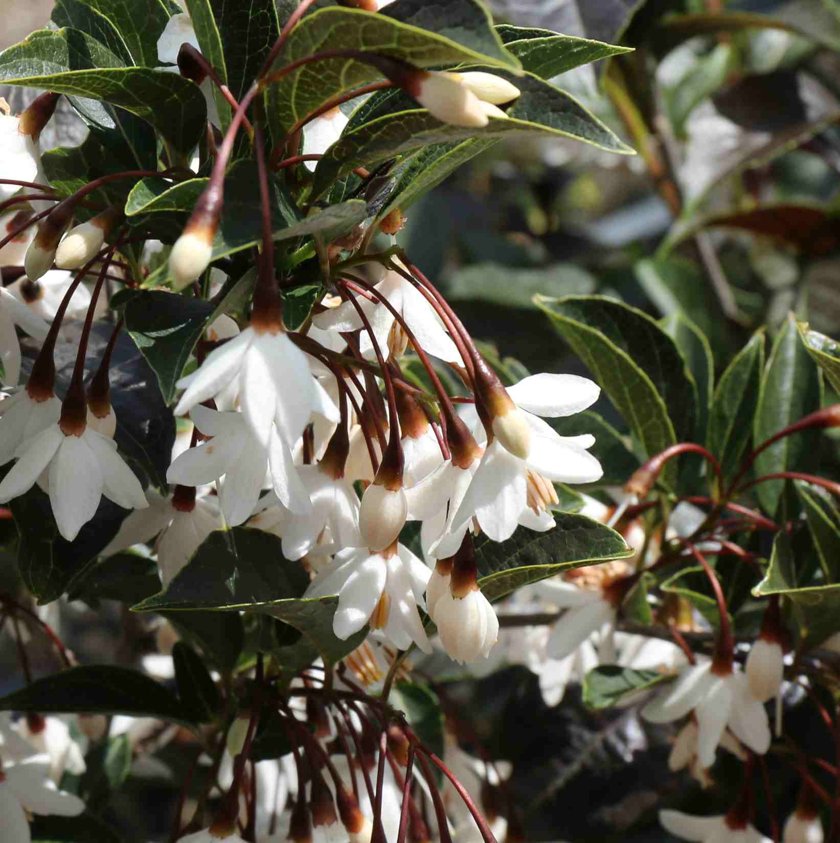 Styrax japonicus 'Evening Light' - Blue Heron Nursery