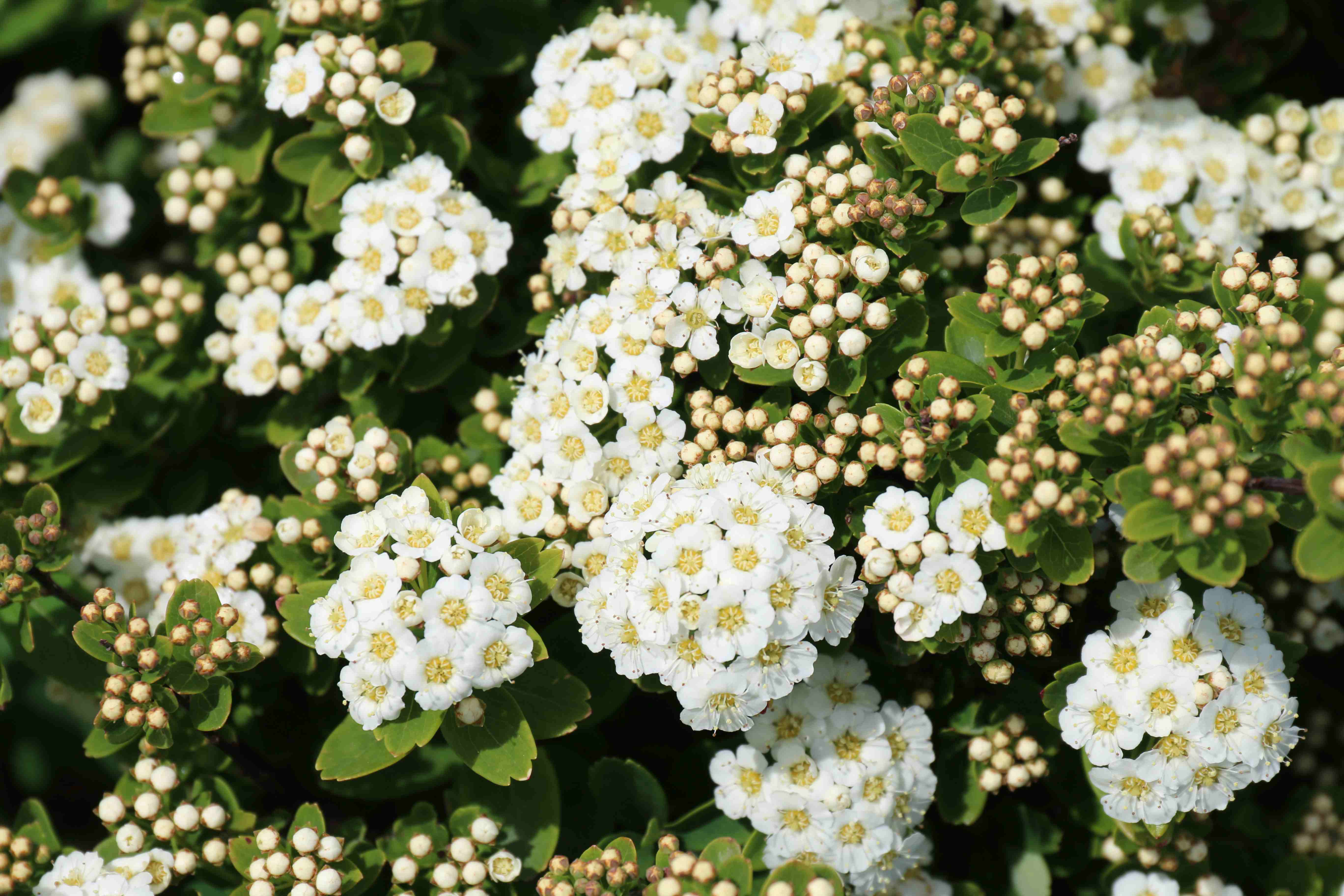 Spiraea nipponica 'Snowmound' - Blue Heron Nursery