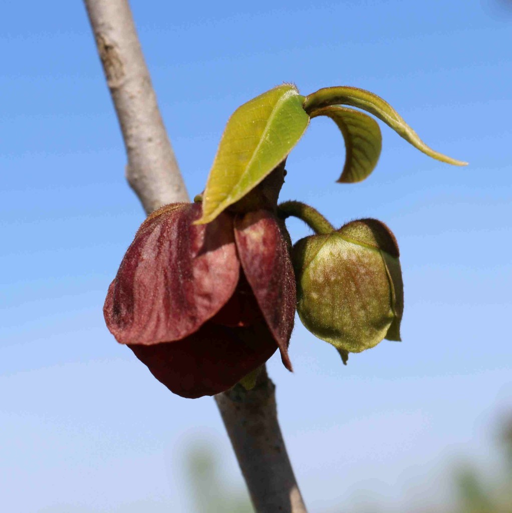 Asimina triloba - Blue Heron Nursery