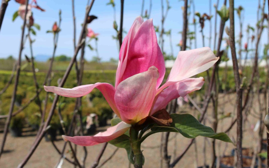 Magnolia 'Daybreak' - Blue Heron Nursery