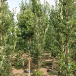 Quercus robur x bicolor ('Nadler') Kindred Spirit® - Blue Heron Nursery