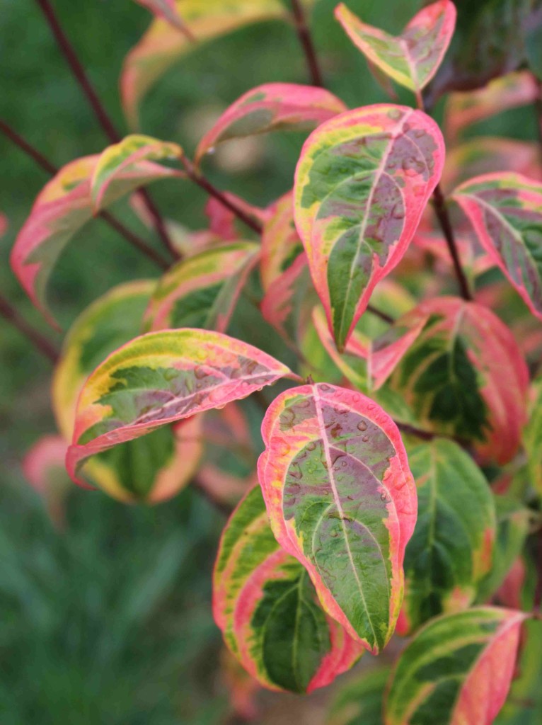 Cornus x 'Celestial Shadow' - Blue Heron Nursery