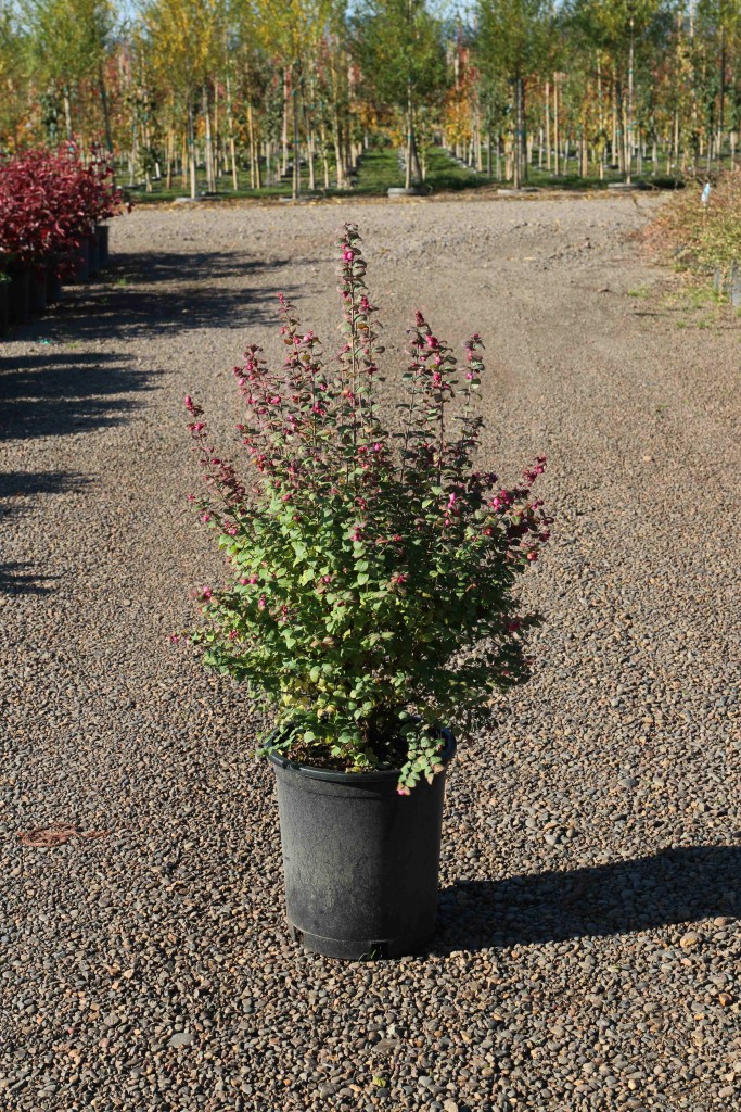 Symphoricarpos x doorenbosii 'Magic Berry' - Blue Heron Nursery