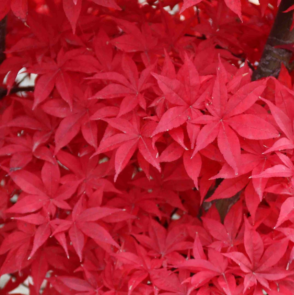 Acer palmatum 'Twombly's Red Sentinel' - Blue Heron Nursery