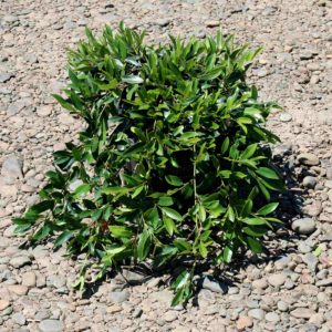 Distylium 'Vintage Jade' - Blue Heron Nursery